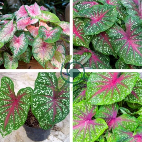 Japanese Caladium Bicolor 200 Seeds