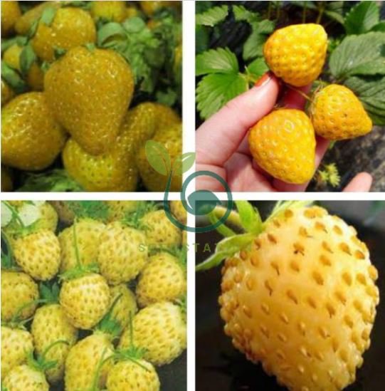 Giant Strawberry Yellow Color 600 Seeds