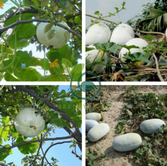 Gourd Petha 200 Seeds