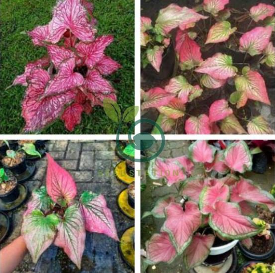 Thailand Caladium 200 Seeds