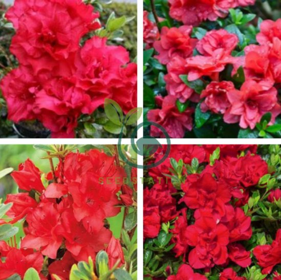 Japanese Azalea Dark Red Rhododendron Azalea Flowers 200 Seeds