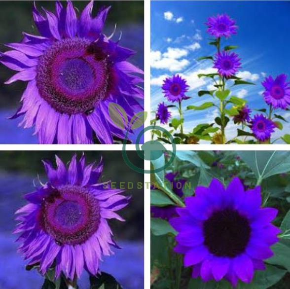 Purple Giant Sunflower Helianthus annuus 200 Seeds