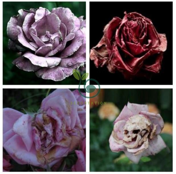 The Death Rose 200 Seeds