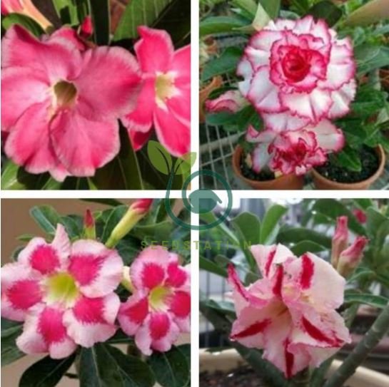 Rare 'Blood White' Adenium Desert rose 4 Seeds