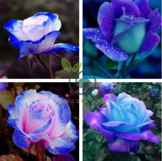 The Rarest Rose Gorgeous Pretty Rose Shrub Plant Flower 100 Seeds