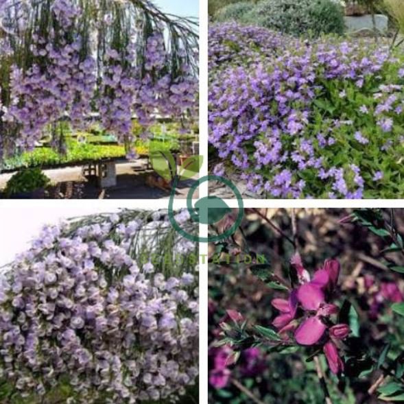 Weeping Blue Broom Blue Willow Pea - Indigenous Shrub 2 Seeds