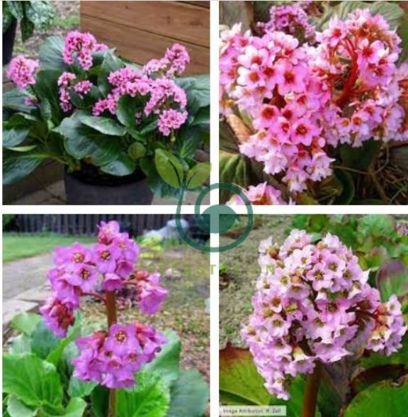 Bergenia Heartleaf Pigsqueak Bergenia Cordifolia 100 Seeds
