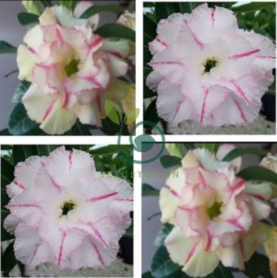 Bright White Adenium with light pink stripe Desert Rose Flower 4 Seeds