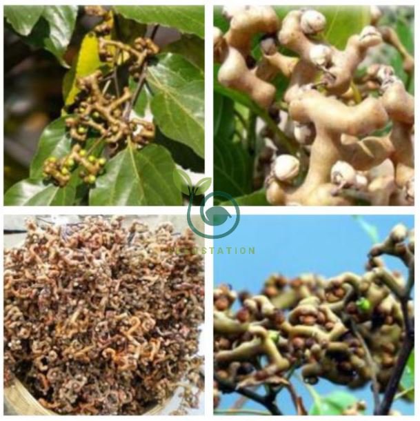 Rare Japanese Raisin Tree 200 Seeds