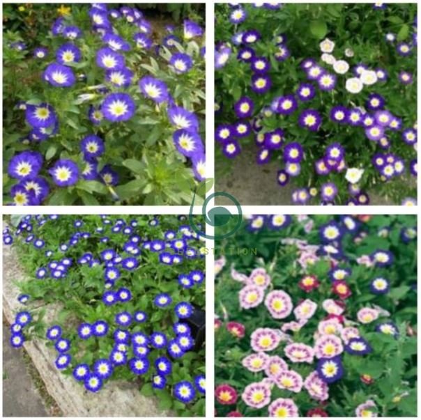 Convolvulus Tricolor Dwarf Morning Glory 60 Seeds