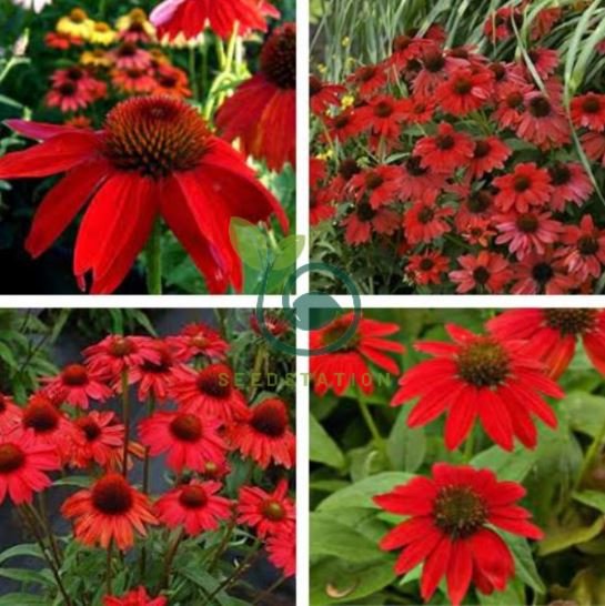 Heirloom Red Ruby Echinacea Perennial Coneflower 400 Seeds
