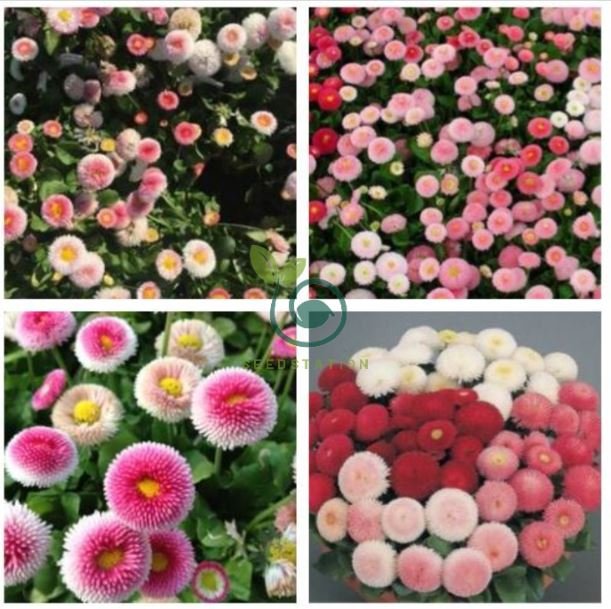 21 Types Bellis Perennis Flower 10 Seeds