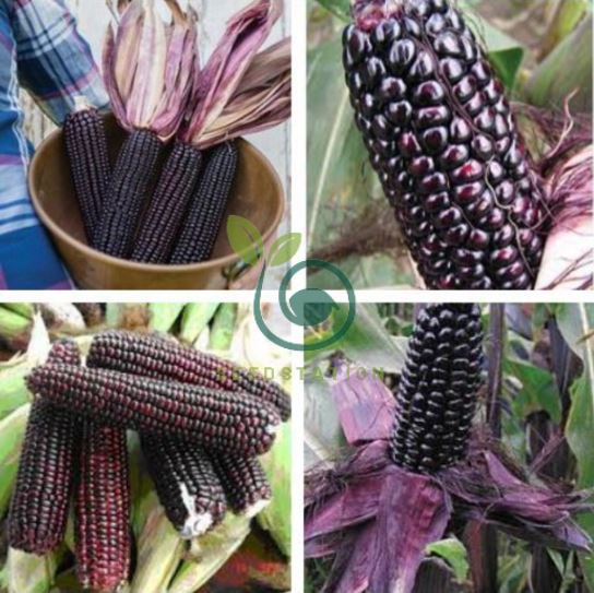Suntava Full Season Purple Hybrid Corn 20 Seeds