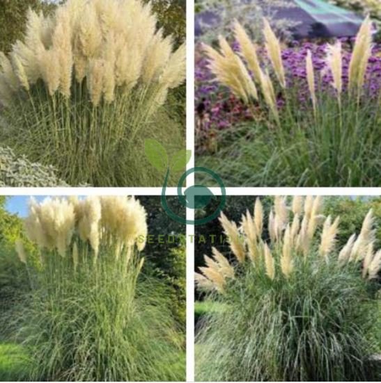Pampas Grass 1000 Seeds