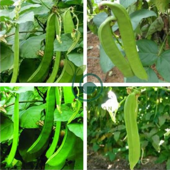 Sword Beans 10 Seeds