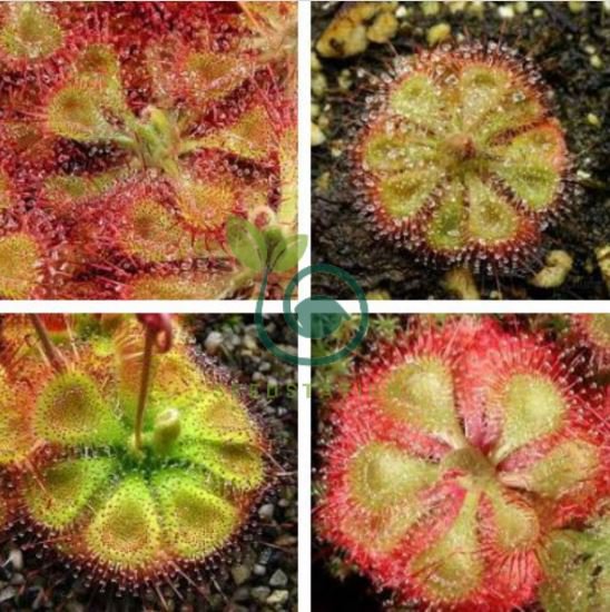 Drosera Burmanni 200 Seeds