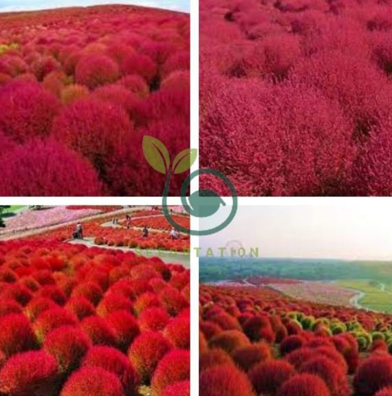 Kochia scoparia Burning Bush - Fire Red Color 1000 Seeds