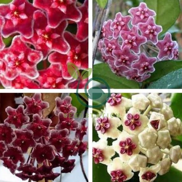 Hoya Carnosa - Blood Red Color 200 Seeds