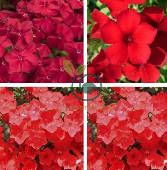 Phlox Drummondii Dark Red Flowers 200 Seeds