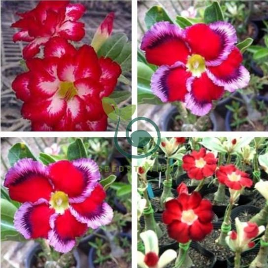 Desert Rose Seed Rose Red Single Petal with Light Purple Edge 2 Seeds