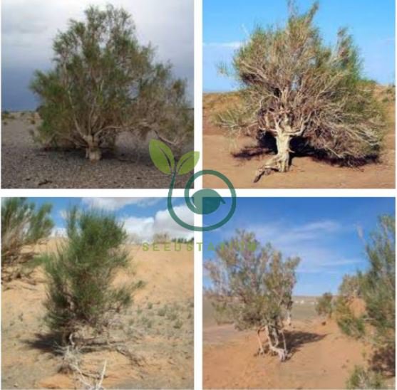 Haloxylon Ammodendron Tree Semente 200 Seeds