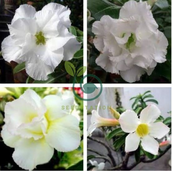 Adenium Obesum Desert Roses Rare 40 Seeds