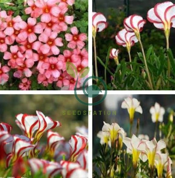 Rainbow Oxalis Wood Sorrel Flower 200 Seeds