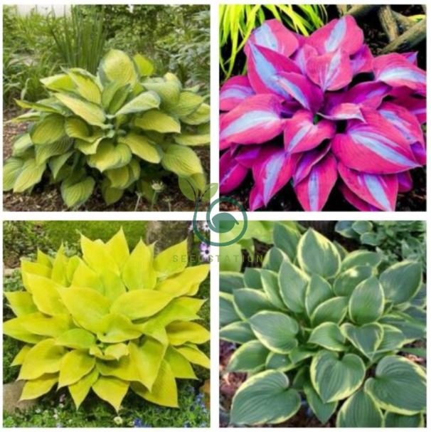 Hosta - Mixed 12 Colors 1000 Seeds