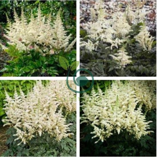 Astilbe Chinensis Seeds Light Yellow Color 200 Seeds