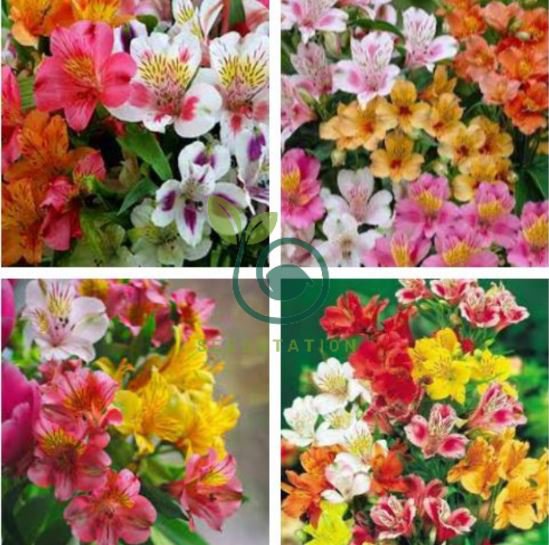 Alstroemeria Bonsai Peruvian Lily Alstroemeria Inca Bandit 200 Seeds