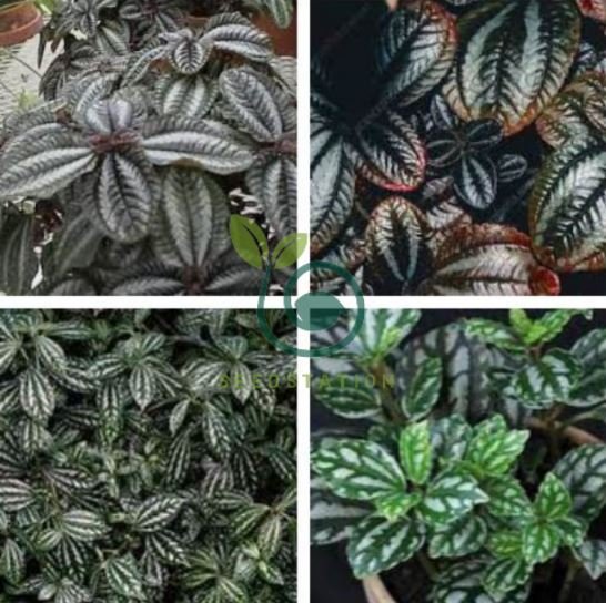 Pilea Notata Bonsai Beautiful Foliage Plants 100 Seeds