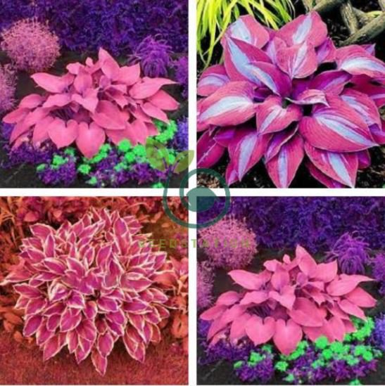 Mixed Hosta Bonsai Jardin Perennials Lily Flower 200 Seeds