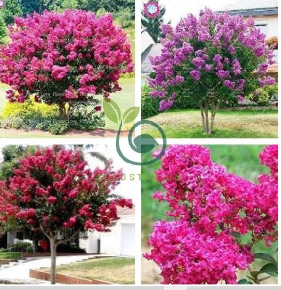 Crape Myrtle - Lagerstroemia Indica 'Natchez' Perennial Flowers 200 Seeds