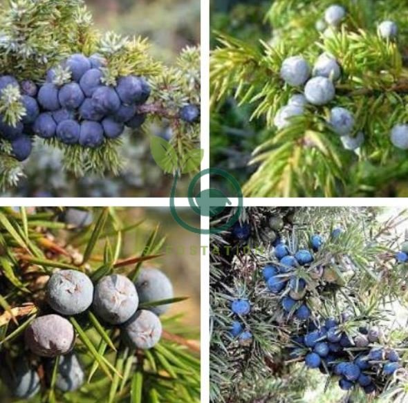 Common Juniper Juniperus Communis Tree Shrub 120 Seeds