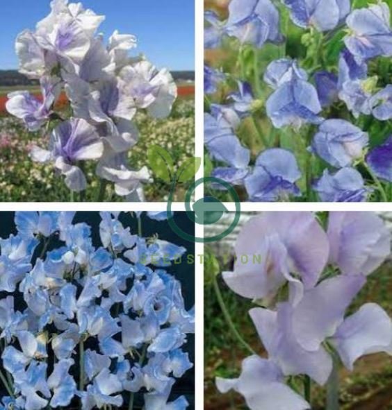 Blue Ripple Sweet Pea Lathyrus Odoratus 80 Seeds