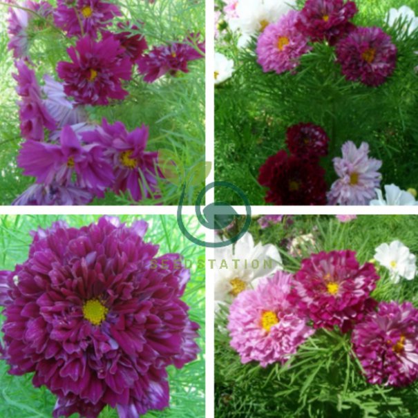 Purple (Mixed) Cosmos Bipinnatus Coreopsis 100 Seeds