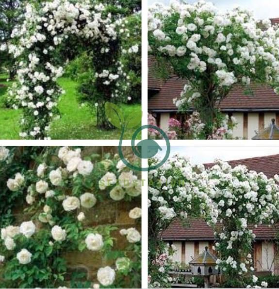 White Climbing Rose 200 Seeds