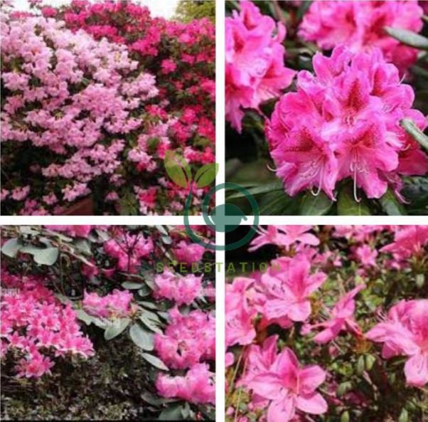 Japanese Azalea Rhododendron Azalea Perennial Flowers Pink Flowers 40 seeds