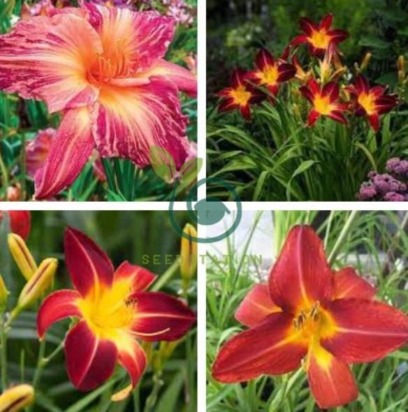 Hybrid Daylily Flowers - Light Pink - Rose Red - Green Triple Double ...