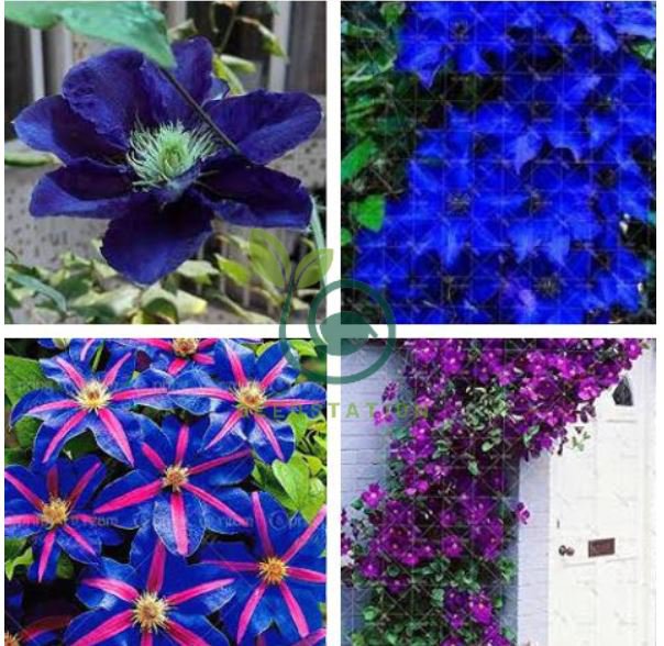 Clematis Bulbs Blue Climbing Clematis Florida Bonsai 4 Seeds
