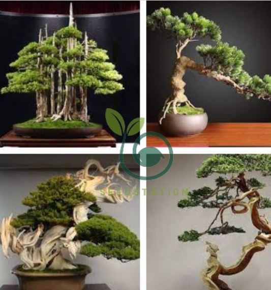 Real Japanese Rare Rotundifolia Sen Nanyang Tree Bonsai 100 seeds