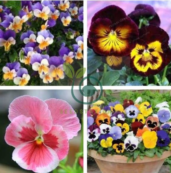 Beautiful Pansy Plant Mix Color Wavy Viola Tricolor Flower Flores ...