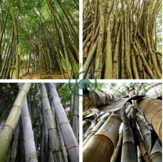 Huge Dragon Bamboo Giant Bambu Tree 200 seeds