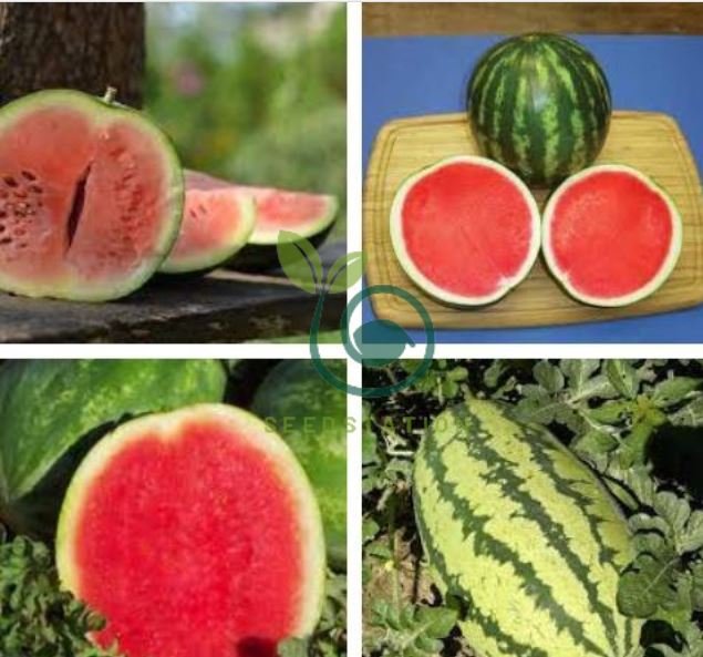 Green Skin Long Sweet Red Watermelon 'Wu Gu' Organic 40 Seeds