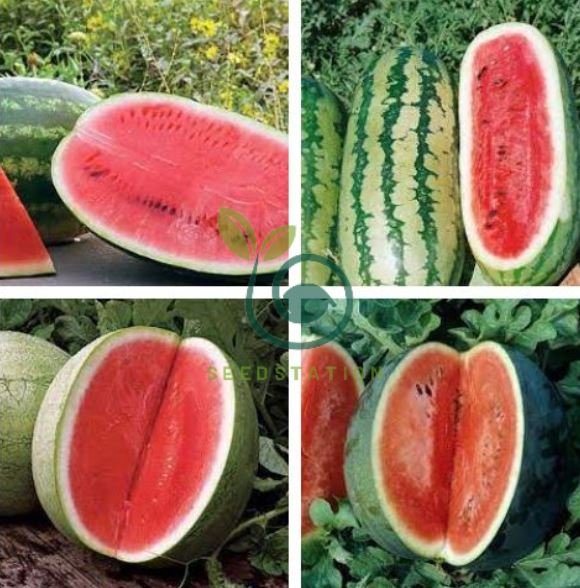 Very Sweet Big Round Red Watermelon Tree F2 40 Seeds
