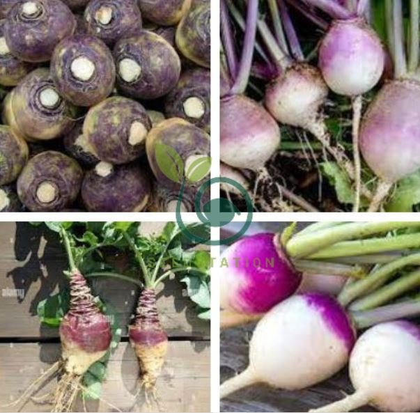 Swedish Turnip Brassica Napobrassica 4000 seeds