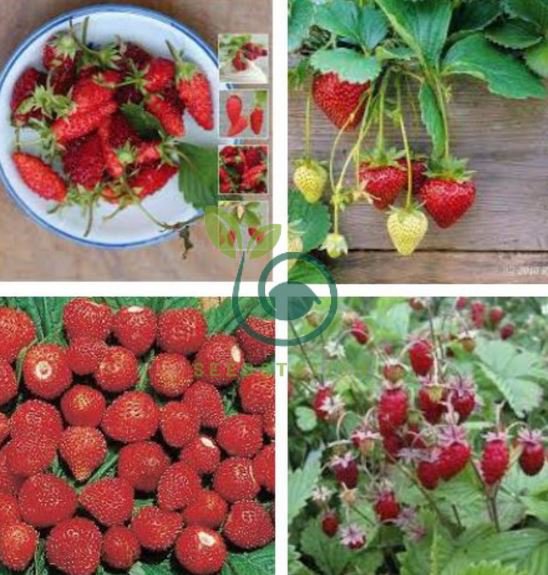 Italian Alpine Strawberry 200 seeds