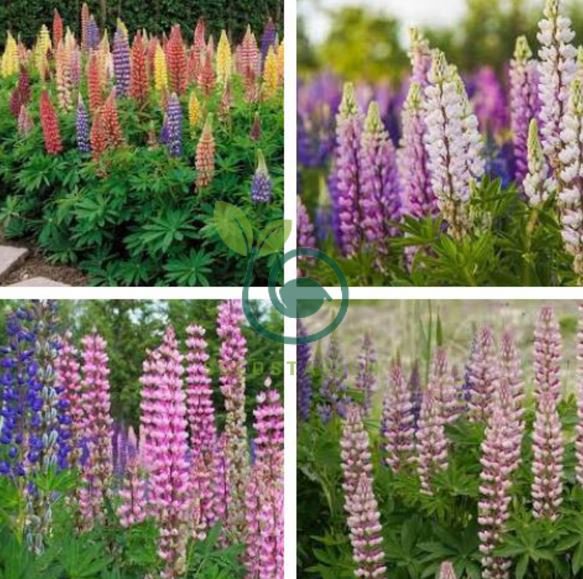 Mixed 12 Types of Russell Lupine Dull Ice Flowers 40 seeds