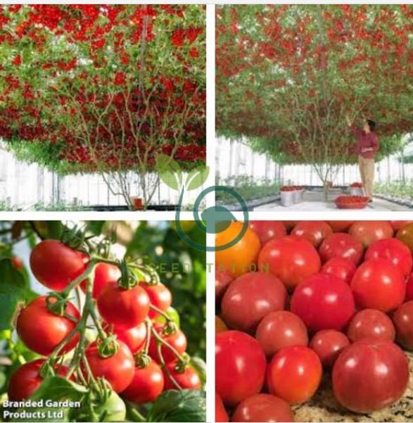 Perennial Tomato Giant Trees 10 seeds