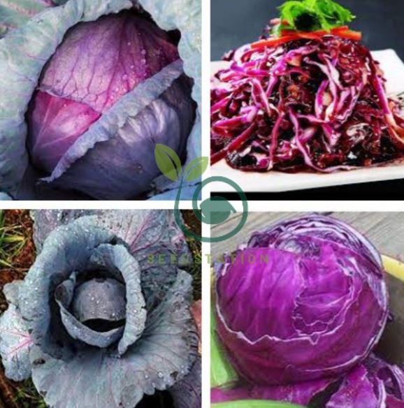 Genuine Heirloom Red Acre Cabbage 20 Seeds